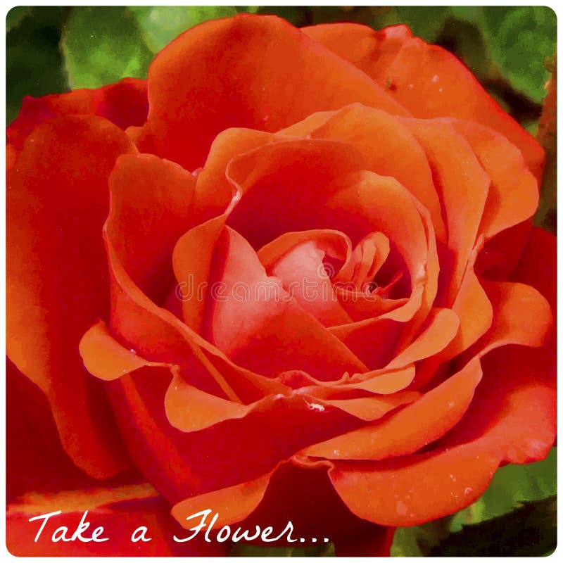 Take a Flower on Floral Background Stock Vector - Illustration of flora ...