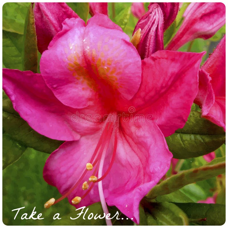 Take a Flower on Floral Background Stock Vector - Illustration of ...