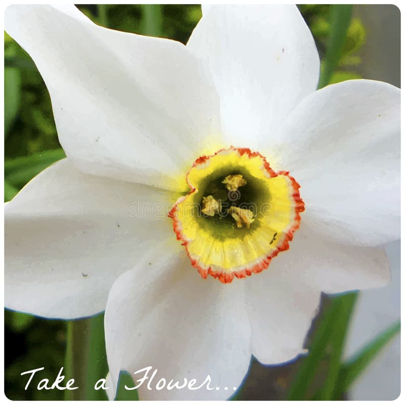 Take a Flower on Floral Background Stock Vector - Illustration of label ...