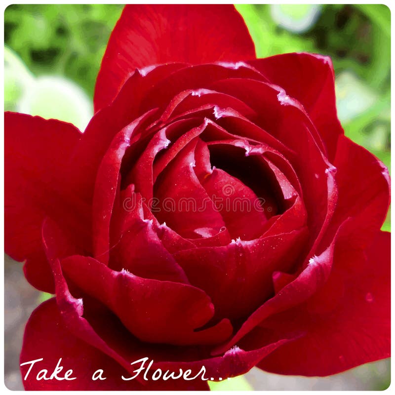 Take a Flower on Floral Background Stock Vector - Illustration of cover ...