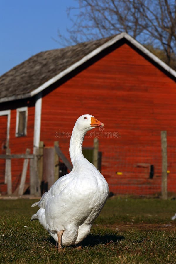 234 White Embden Goose Stock Photos - Free & Royalty-Free Stock Photos ...