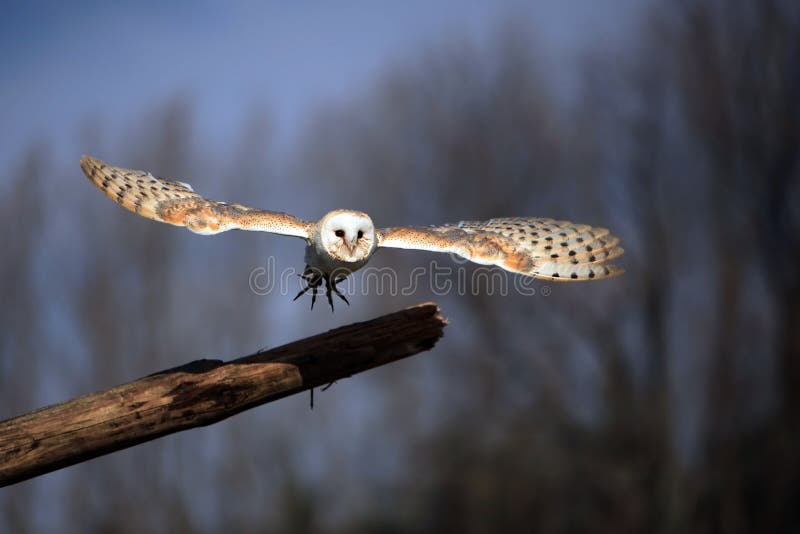 Take a Leap stock image. Image of flight, outdoors, nature - 11963623