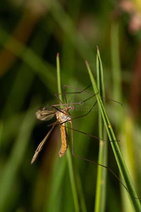 Beautiful Insect in Spring on Leaf in the Grass Stock Image - Image of ...