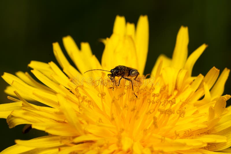 Beautiful Insect in Spring on Leaf in the Grass Stock Photo - Image of ...