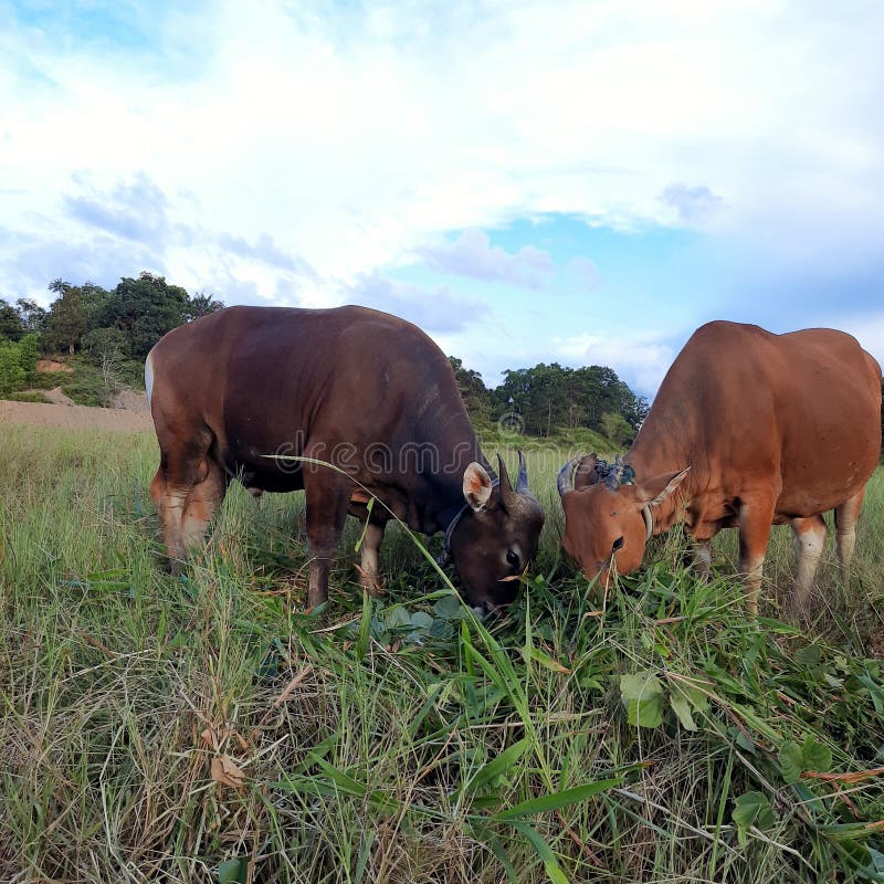 The Cows Take Turns Cooling Off in a Large Natural Pond on the Farm ...