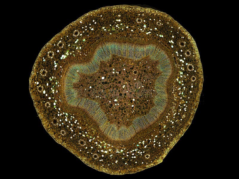 Cross Section Cut Slice of Plant Stem Under the Microscope â ...