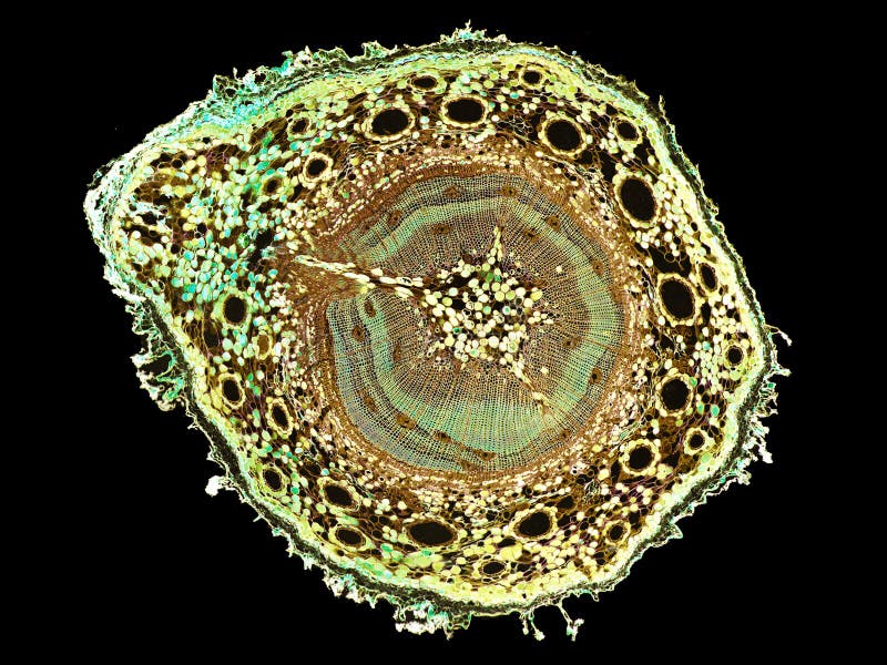 Cross Section Cut Slice of Plant Stem Under the Microscope â ...