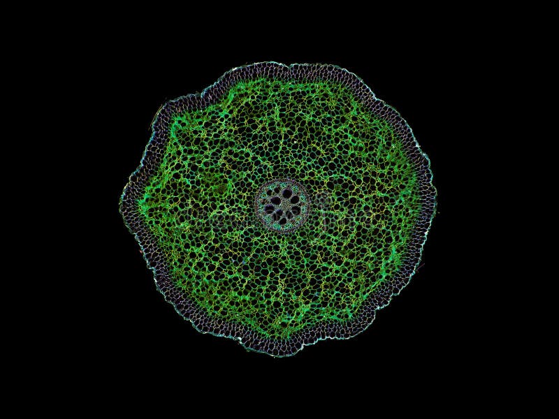 Cross Section Cut Slice of Plant Stem Under the Microscope â ...