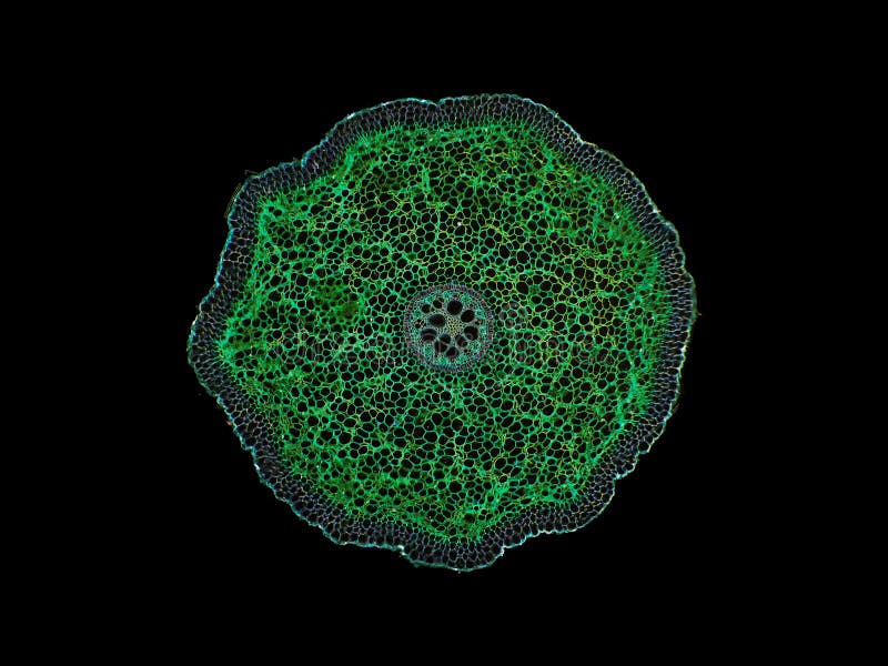 Cross Section Cut of a Plant Stem Under Microscope Stock Photo - Image ...