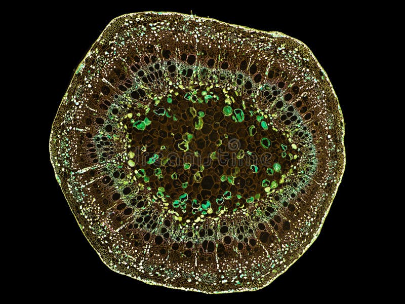 Cross Section Cut Slice of Plant Stem Under the Microscope â ...