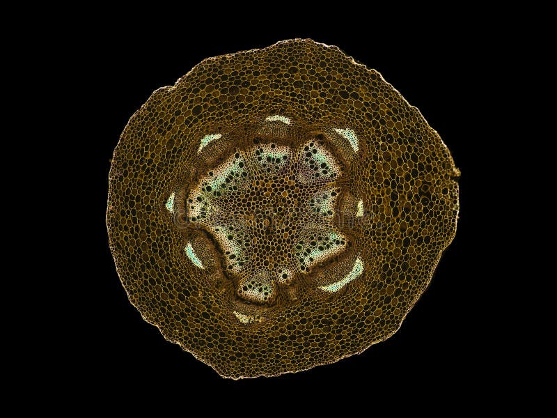Cross Section Cut Slice of Plant Stem Under the Microscope â ...