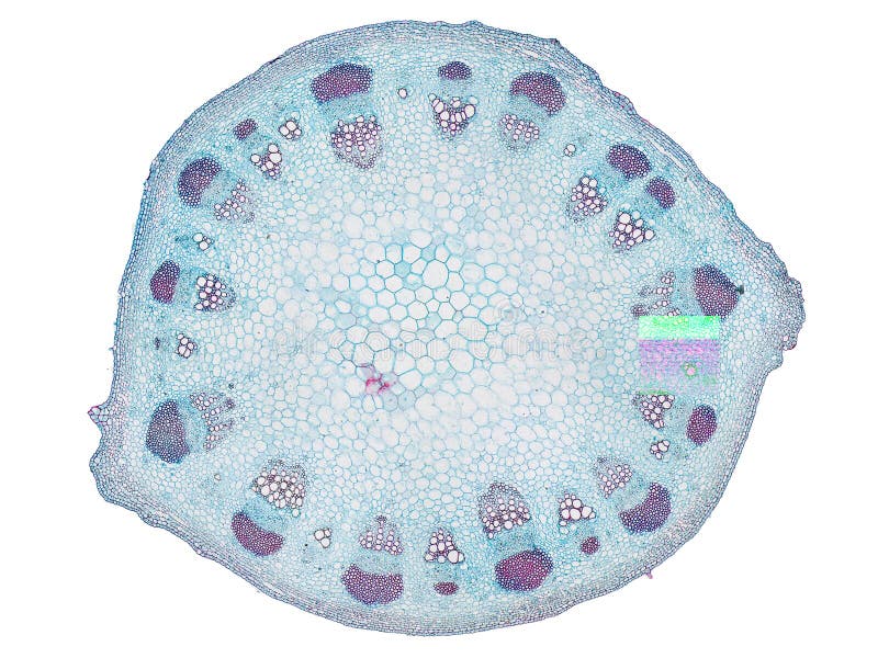 Cross Section Cut Slice of Plant Stem Under the Microscope â ...