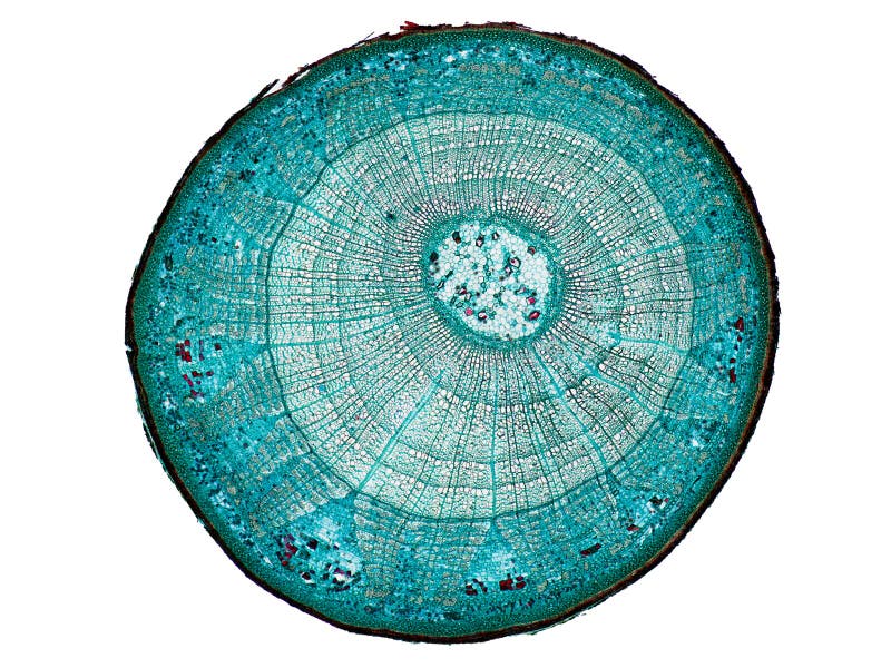 Cross Section Cut of a Plant Stem Under Microscope Stock Photo - Image ...