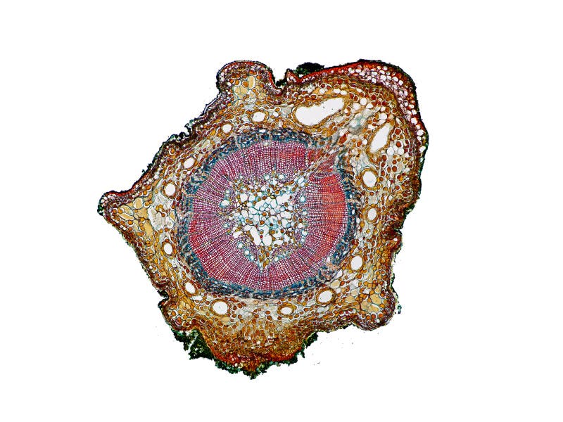 Cross Section Cut Slice of Plant Stem Under the Microscope â ...