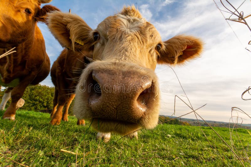 Funny Cute Cow on a Farm Looking Curious in Camera Stock Image - Image ...
