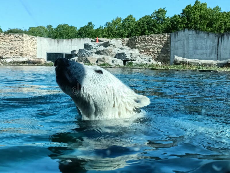 Take a look at me stock image. Image of wave, mammal - 387553607