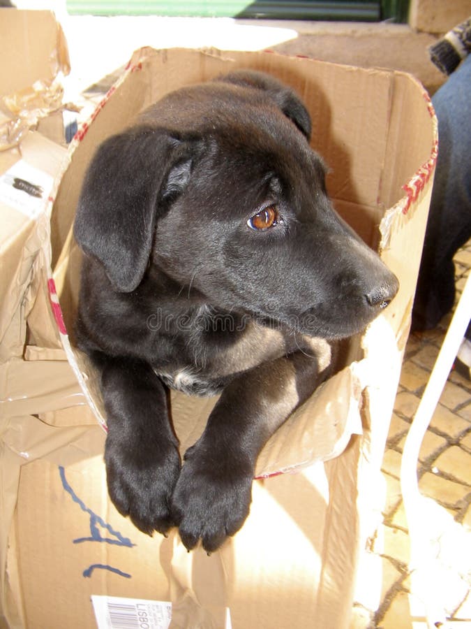 Take me home stock photo. Image of puppy, negleted, alone - 882404