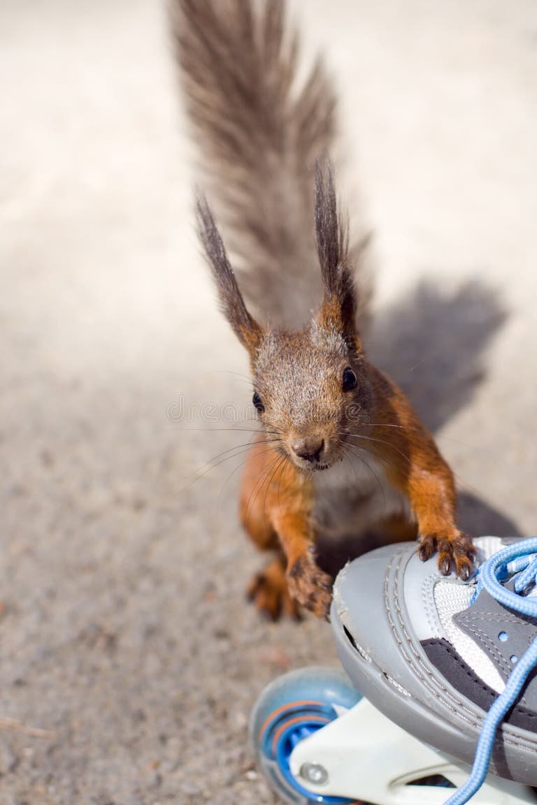 1,612 Take Me To Valeris Stock Photos - Free & Royalty-Free Stock ...