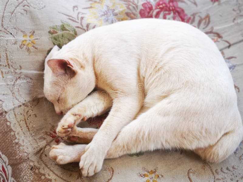 Take a nap nice cat stock photo. Image of white, nice - 180064116