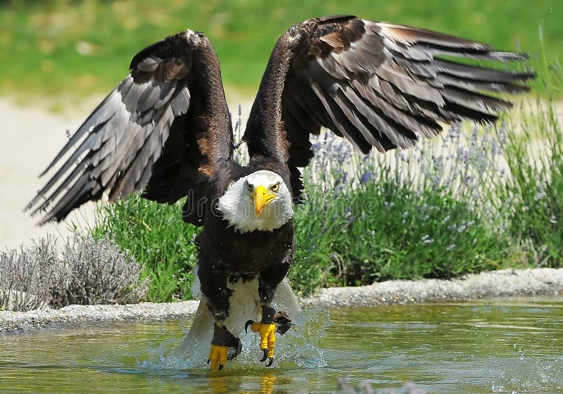 118 Bald Eagle Take Off Photos - Free & Royalty-Free Stock Photos from ...