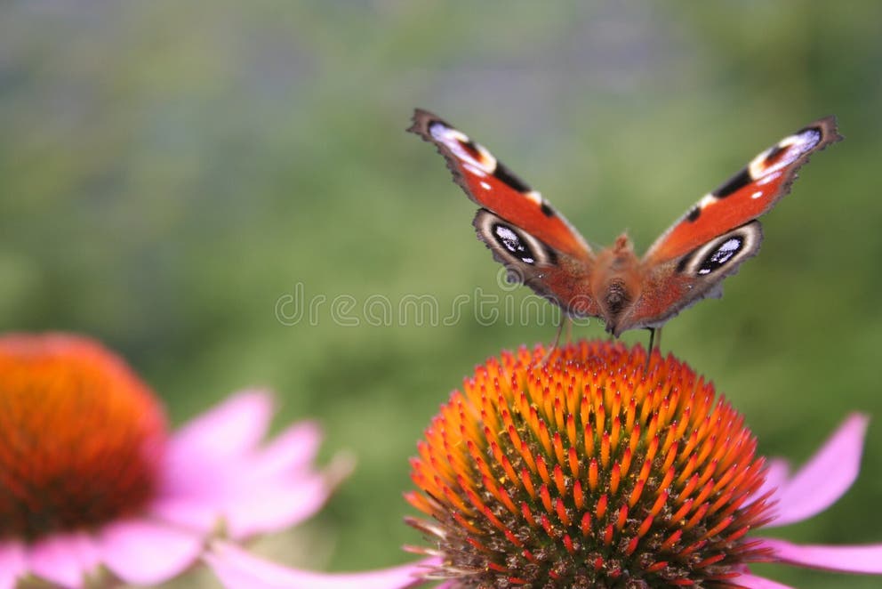 Take-off stock photo. Image of macro, coneflower, blossom - 302710