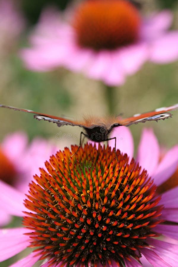 Take-off stock photo. Image of blossom, pattern, echinacea - 313578