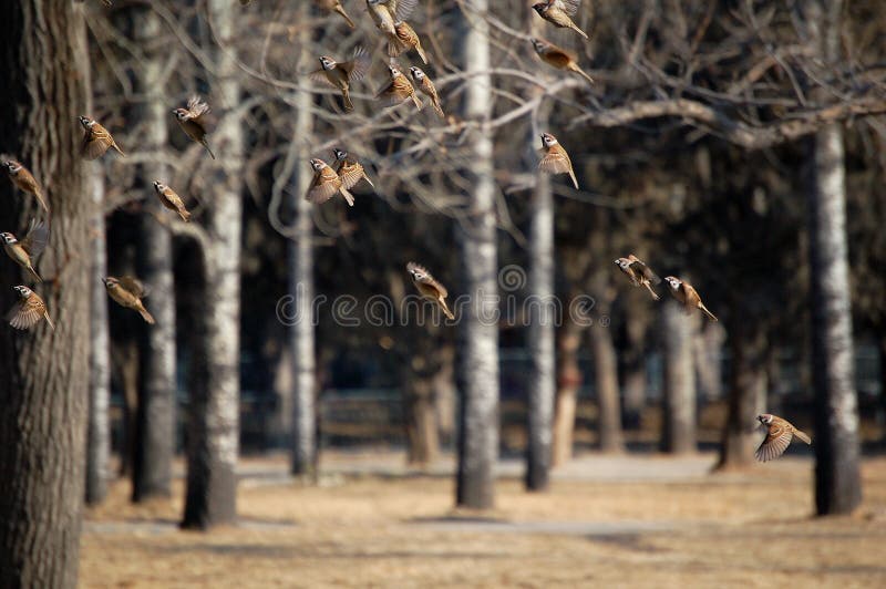 Take off stock image. Image of wings, fast, sparrow, animals - 5387585