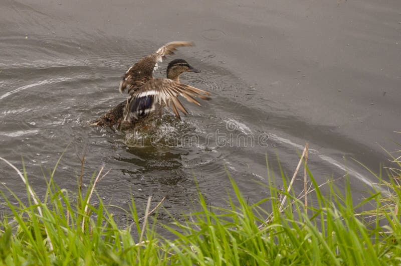 Take-off of the duck stock image. Image of bird, duck - 206686795