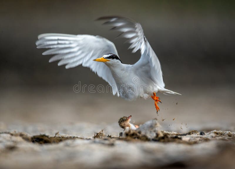 Take off fly bird stock image. Image of bird, wildlife - 247598693