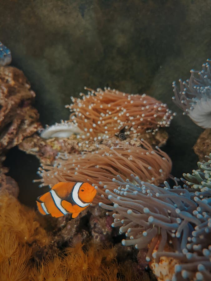 Take a Photo of a Beautiful Clown Fish Stock Image - Image of reef ...