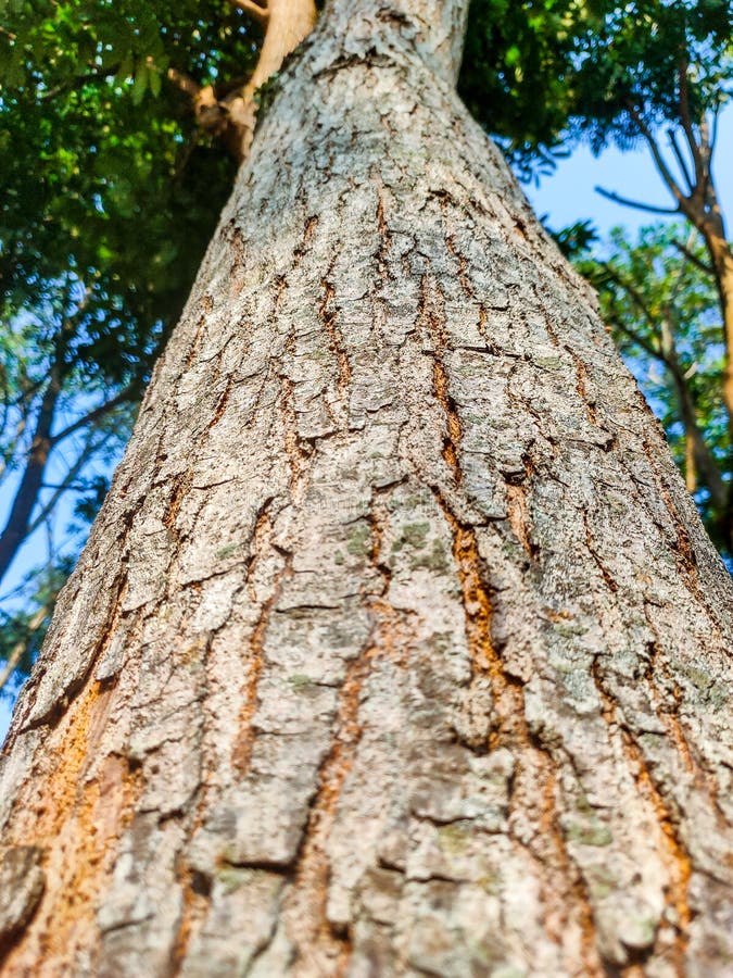 Tree Trunks with Detailed Bark Visible Stock Photo - Image of forest ...