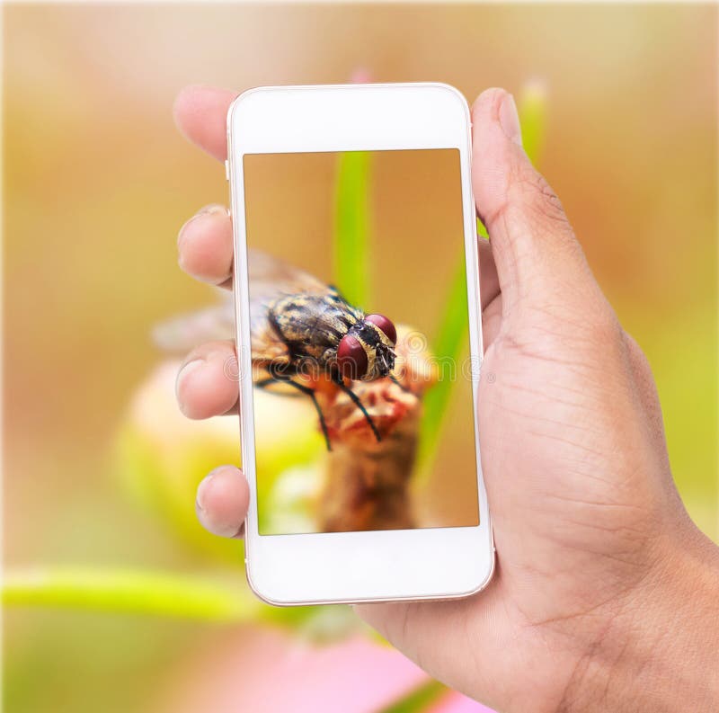 1,213 Insect Phone Stock Photos - Free & Royalty-Free Stock Photos from ...