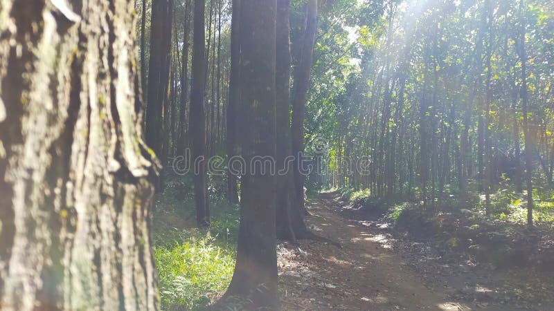 Trees Plant in the Background Stock Photo - Image of leaf, bright ...