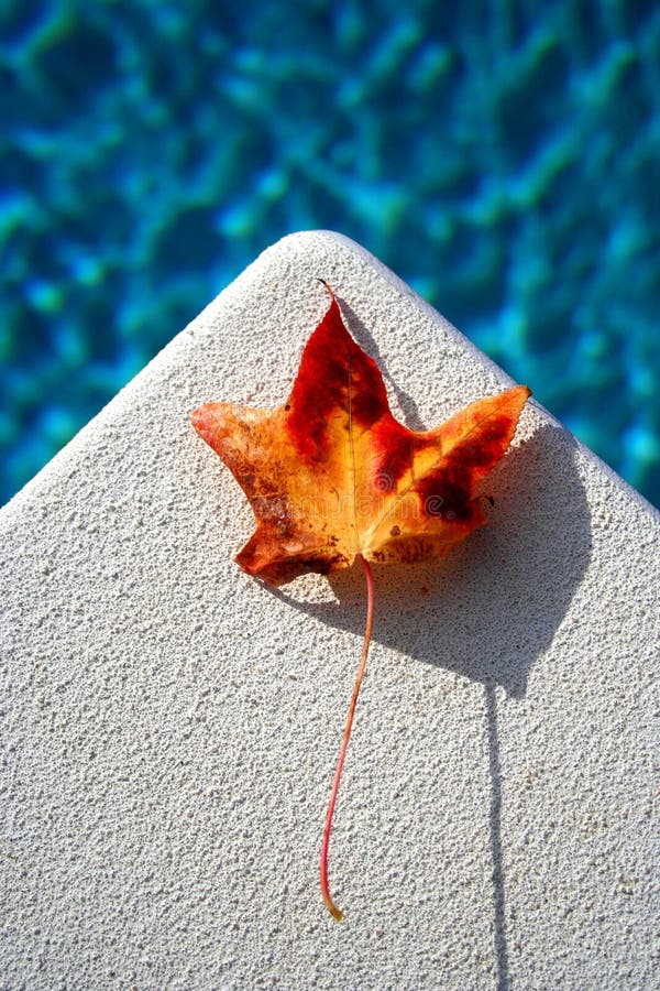 Take the Plunge stock photo. Image of autumn, blue, fall - 2408000