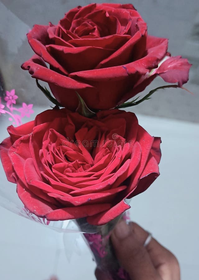 Take red roses stock photo. Image of roses, purple, peony - 340383742