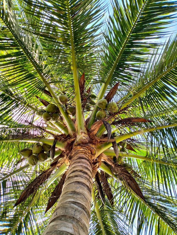 Take Shelter from the Hot Sun Under a Coconut Tree that Has Ripe ...