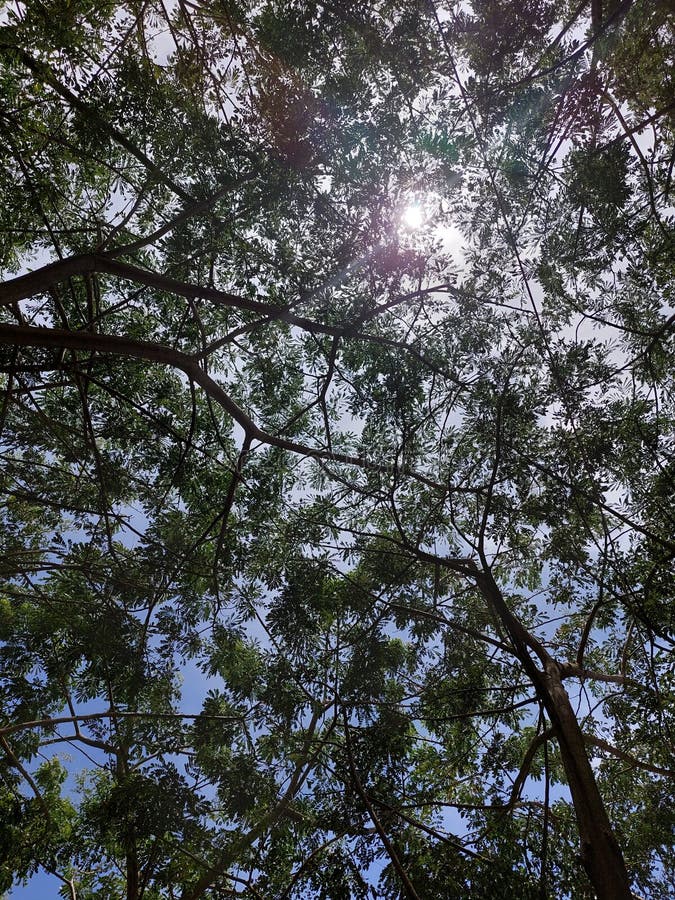 Take Shelter Under a Beautiful Tree Stock Image - Image of beautiful ...