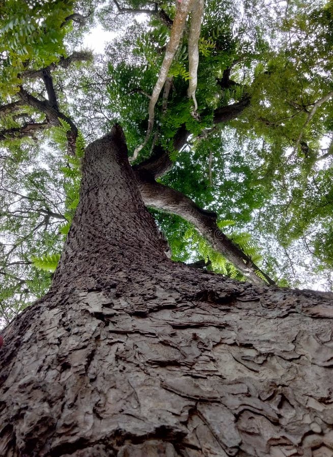 Take Shelter Under a Big Tree Stock Image - Image of tree, shelter ...