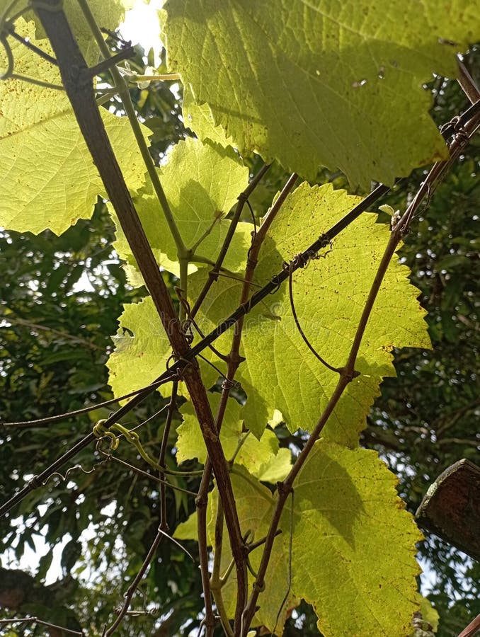 Take Shelter Under the Leafy Vines Stock Photo - Image of vines, leafy ...