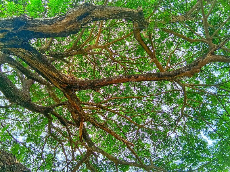 Take Shelter Under a Shady Tree Stock Image - Image of forest, black ...
