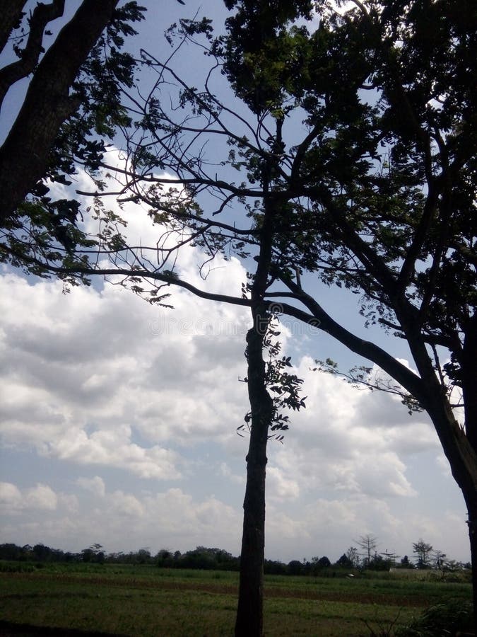 Take shelter under a tree stock image. Image of grass - 287792297