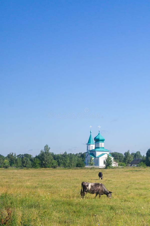Idyllic Ukrainian Landscape with Cows and Orthodox Church Stock Photo ...