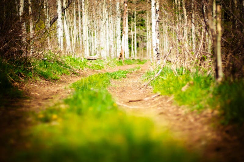 Take a Walk Down the Path Least Taken Stock Photo - Image of trees ...
