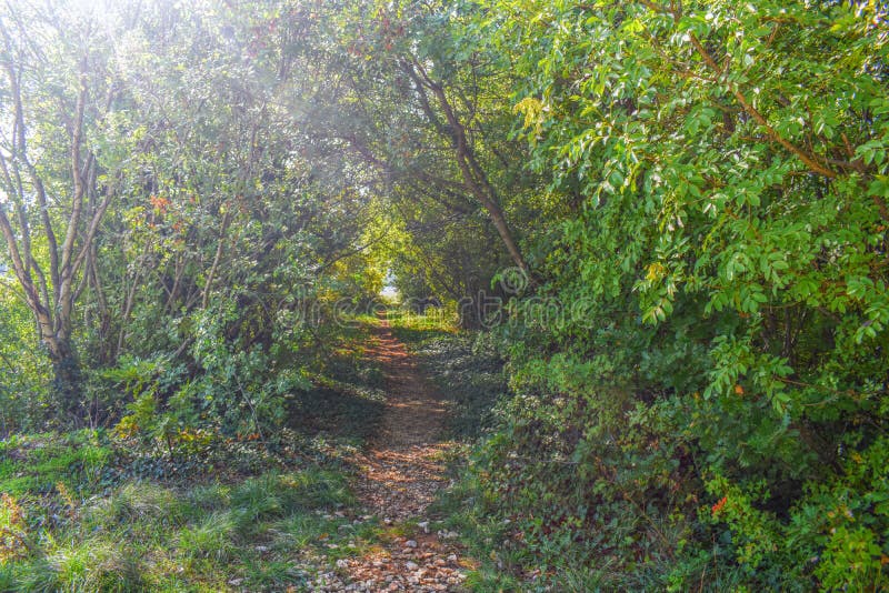 Take a Walk through the Nature and Find Ultimate Peace. Stock Image ...