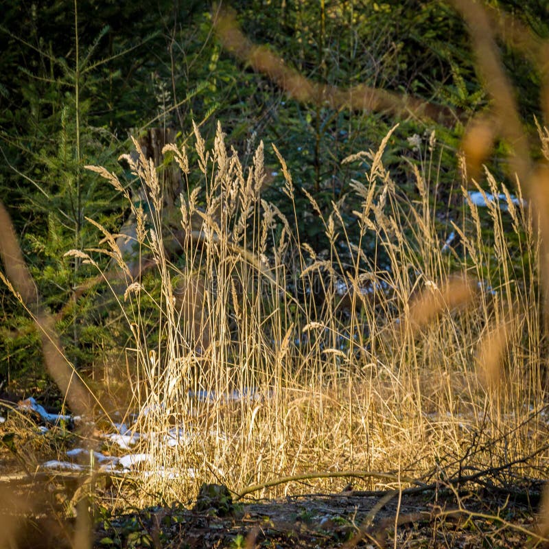 Take Walk Trough the Forest Stock Photo - Image of wildlife, fauna ...