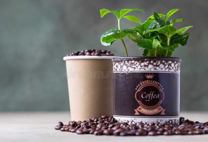 Takeaway Coffee Cup Coffee Tree in a Pot and Roasted Coffee Beans Light ...