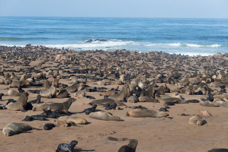 Sea Lion Colony in Namibia Taken in January 2018 Stock Image - Image of ...
