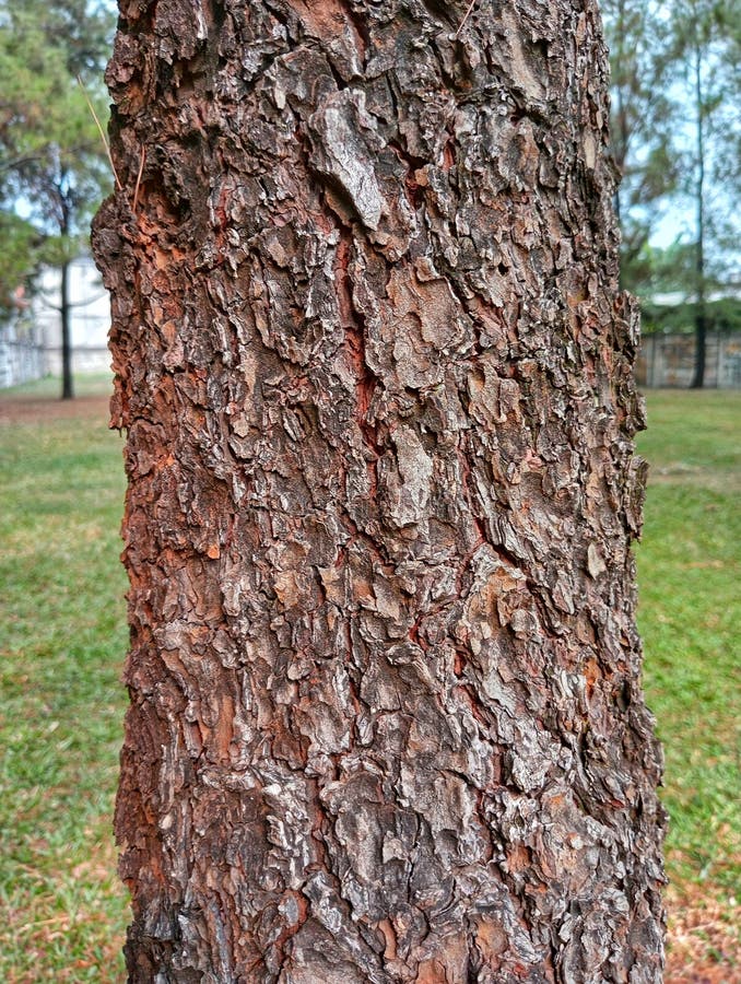 Pine Tree Bark Texture Close Up Stock Image - Image of trunk, autumn ...