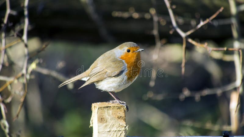 Robin stock image. Image of chester, robin, bird - 115256759