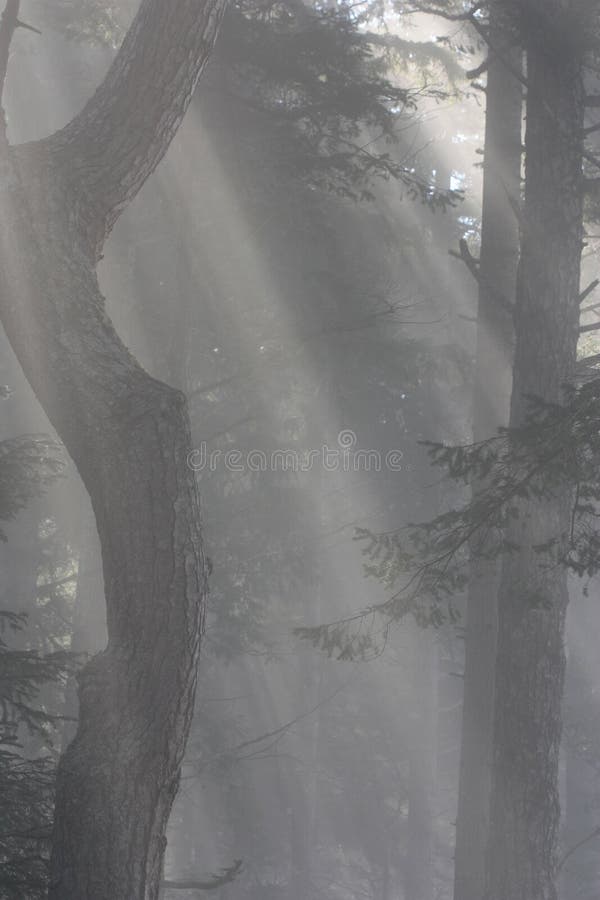 Dappled Light Shining in a Forest. Stock Photo - Image of tree, trunk ...